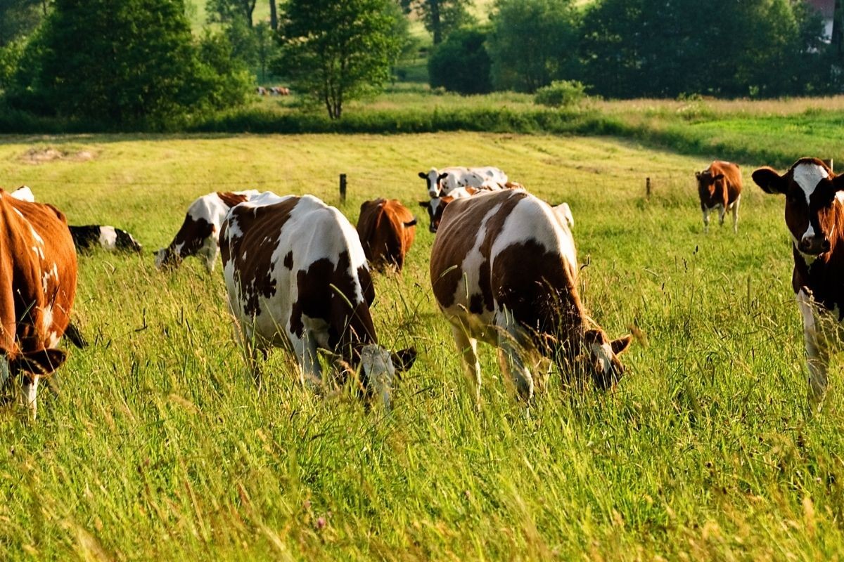 Selection & Assembly — Horizon Livestock LLC